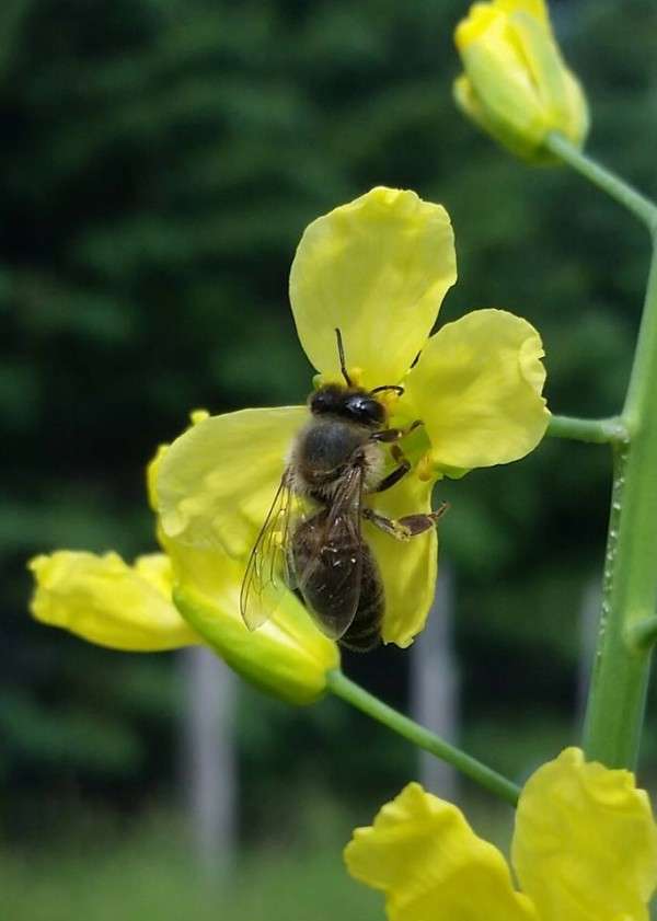Observation Russian Honeybees