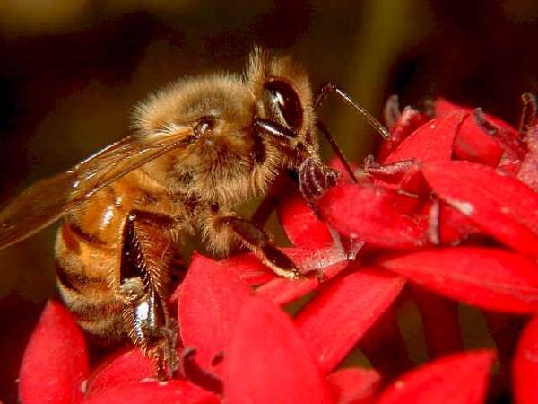 Russian Bee Late Season Management at Sweet Mountain Farm