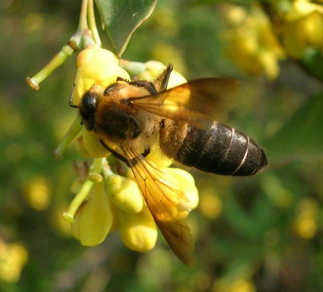 Worlds Largest Honeybee - Sweet Mountain Farm