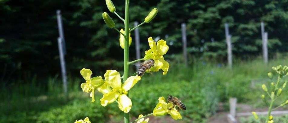 Russian bees mite resistant hygienic cold hardy Sweet Mountain Farm