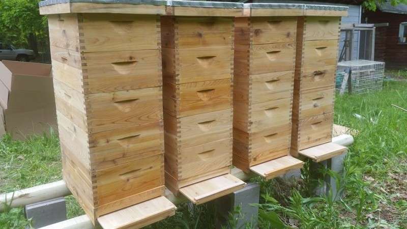 Cedar Beehives Russian Bees