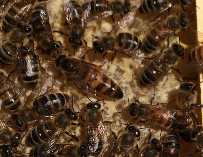 Russian Queen Bee Washington Island WI Sweet Mountain Farm