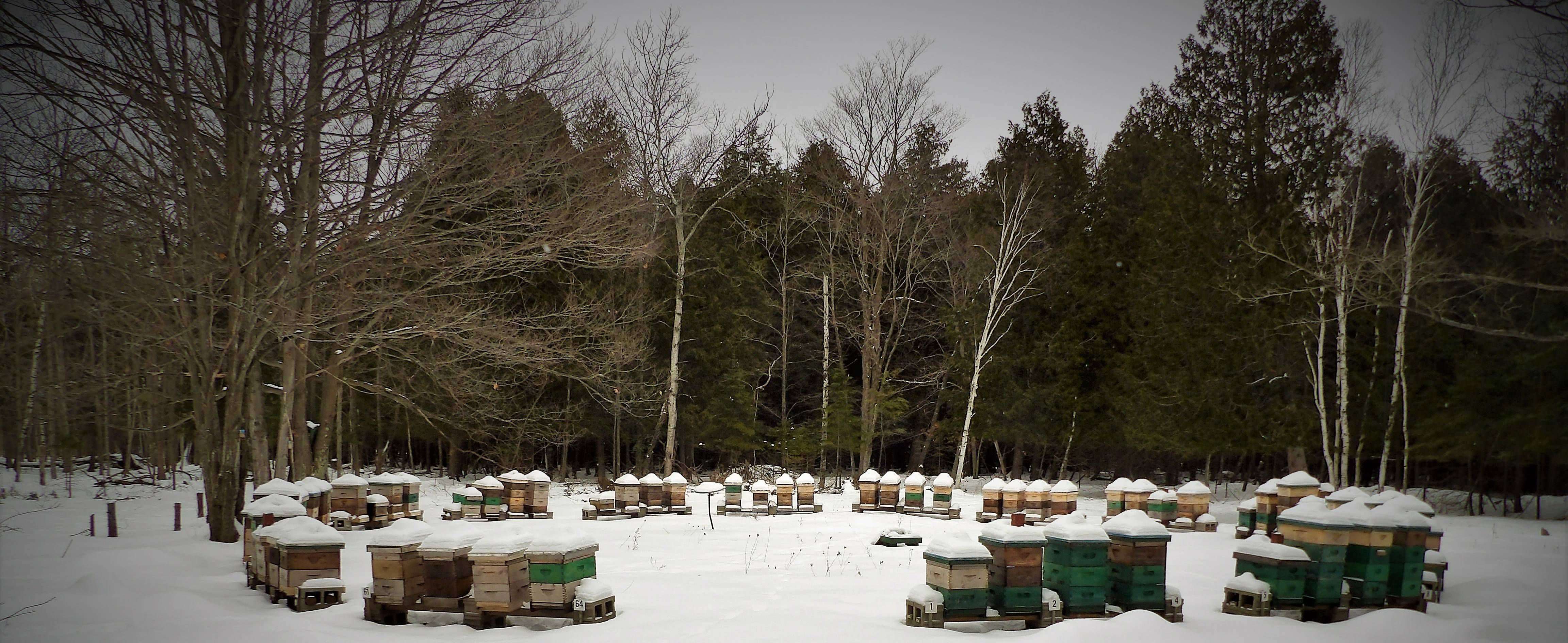 Cold Temperature and Honey Bees - Sweet Mountain Farm